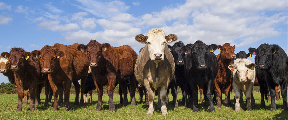 How to Make an Insurance Claim for Livestock Liability Insurance